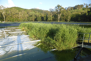 floating wetlands_200x300 - Westernport Water